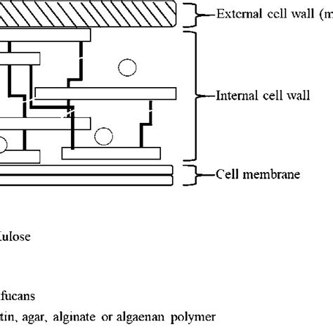 The Structure Of Microalgae Cell Wall Concepts Were Based On