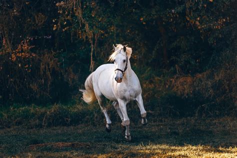 200 Fondos De Fotos De Caballo Pc