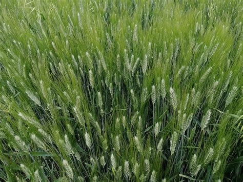 Genesis Seed Ve Meya Tohum Tr