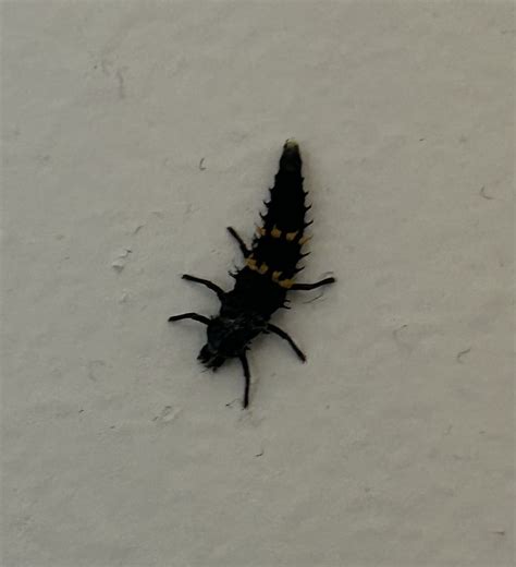 Never Seen This Bug Before Melbourne Aus Rwhatsthisbug