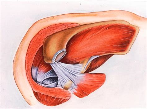 Usc Drawing Subclavicular Muscles Ligaments And Tendons Superior View