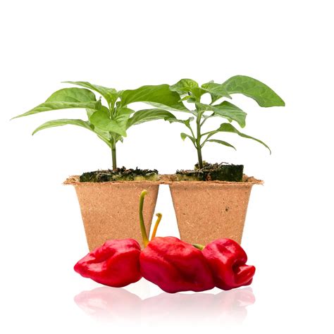 Scorpion Pepper Plant Ghost Pepper Plant Seeds Bhut Jolokia 25seeds