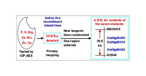 Mapping Of Quantitative Trait Loci For Contents Of Macro And Microelements In Milled Rice
