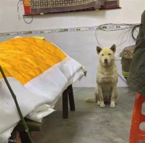 반려생활 10년 함께 산 주인이 생사 오가자 먹지도 자지도 않고 침상 지킨 충견