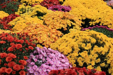 Deadheading Mums More Tips To Make Chrysanthemums Last Longer