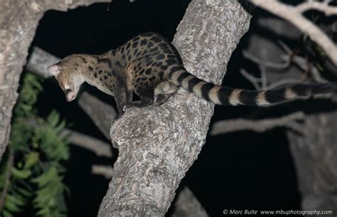 West African Large Spotted Genet Genetta Pardina Know Your Mammals
