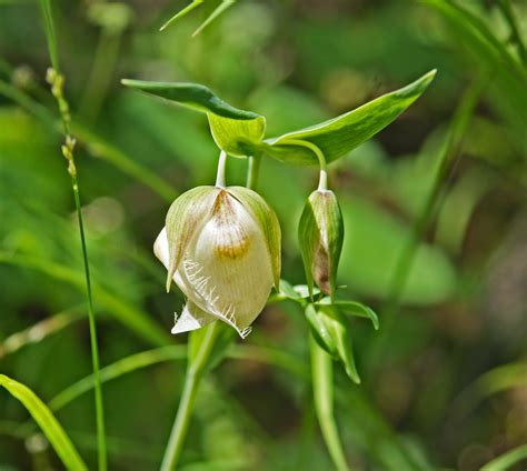 Mamma Quail Hiking California Lily Times At Edgewood County Park