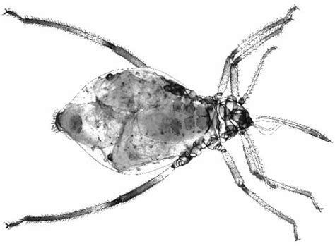 Cinara Palaestinensis Aleppo Pine Aphid Identification Images Ecology Control