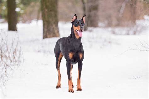 Doberman Ear Cropping Everything You Need To Know