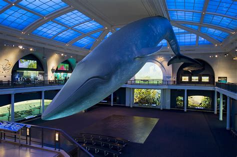 A Whale Of A Tale Amnh