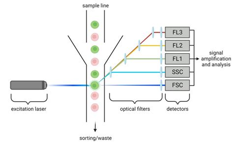 Flow Cytometry Fc Rbct