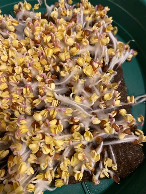 Mold Or Root Hair Rmicrogreens