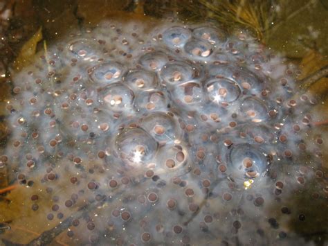 Afk Herping Northeast Egg Mass Id