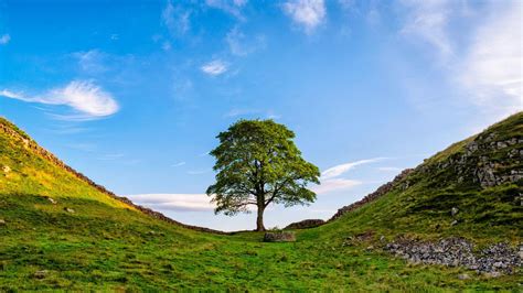 Saplings From Sycamore Gap Tree To Be Planted Across The South Bbc News