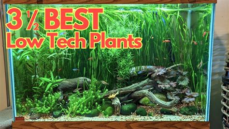 25 Easy Low Light Freshwater Aquarium Plants Low Light Aquarium Plants
