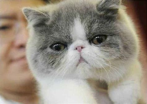 Pesona Kucing Peaknose Yang Extreme