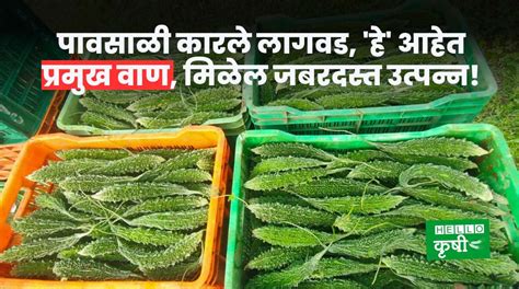 Karle Lagwad पावसाळी कारले लागवड हे आहेत प्रमुख वाण मिळेल जबरदस्त