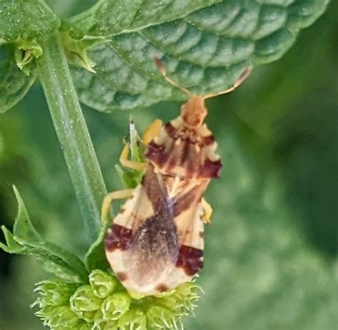 Bug On Mint Phymata Bugguide Net