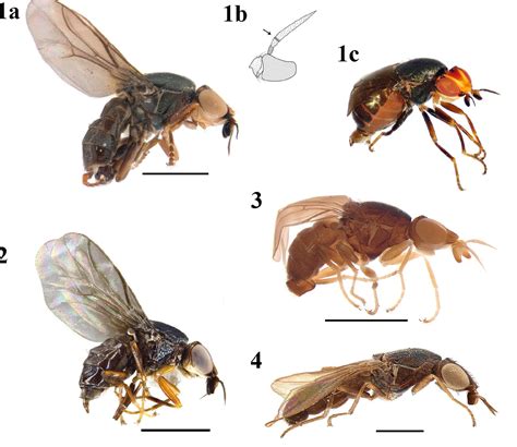 S 1 4 Camarota Species 1a 1c C Curvipennis Habitus 1b