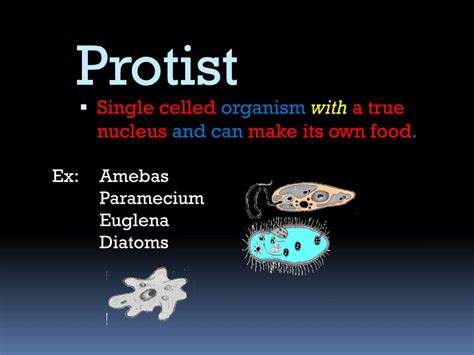 Ppt The Five Kingdoms Powerpoint Presentation Free Download Id2369261