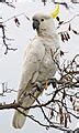 Sulphur Crested Cockatoo Rio Wiki