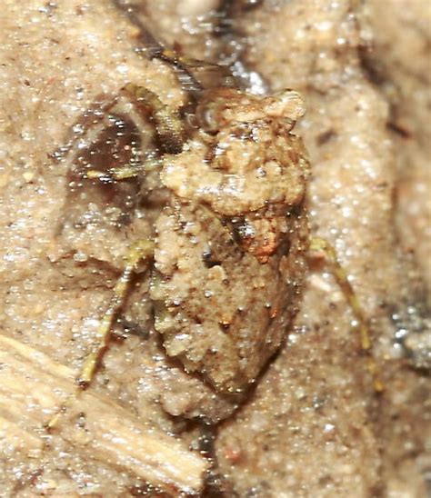 Toad Bug Gelastocoris Oculatus Bugguidenet