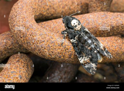 Deaths Head Hawkmoth Acherontia Atropos Single On Chain Showing Skull