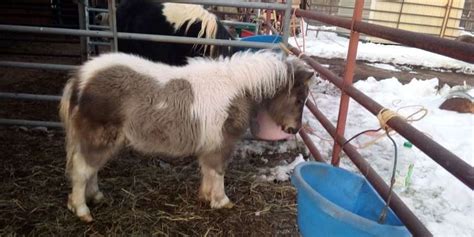 Pinto Miniature Filly