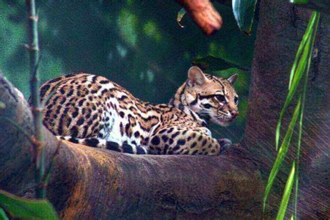 Ocelot Habitat Where Do Ocelots Live Their Natural Range