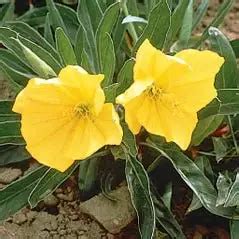 Missouri Primrose 3259 Rareplantnursery