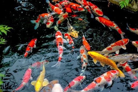 How Much Does A Koi Fish Cost 2026 Price Guide