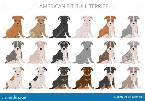 American Pit Bull Terrier Puppies Clipart Color Varieties Infographic