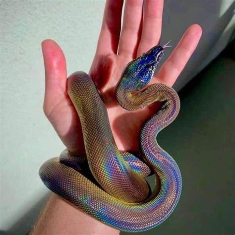 The Serpent And The Rainbow White Lipped Python Album On Imgur