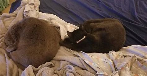 Latte Still Gets Grumpy At Our Kitten Guen Sometimes But At Least She Lets Her Sleep Nearby