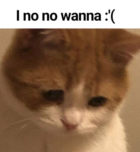 Cat Memes No Text