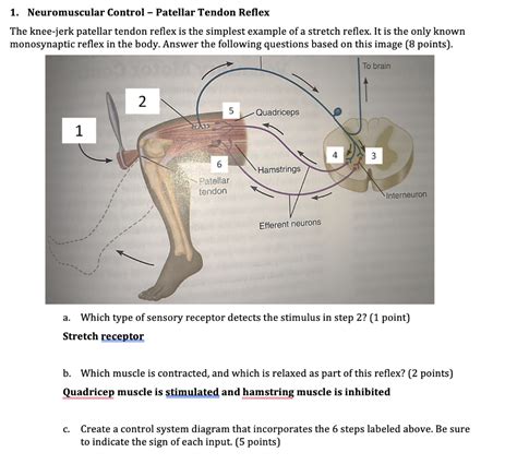 1 Neuromuscular Control Patellar Tendon Reflex The