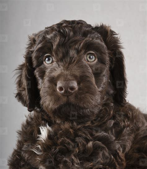 Close Up Studio Portrait Cute Brown Cockapoo Puppy Looking At Camera