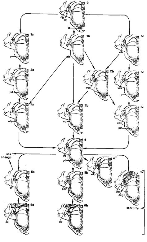 General Scheme Of Imposex Development In Prosobranchs With The Stages