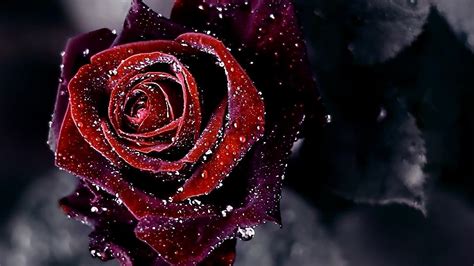 Red Flower Desktop Wallpapers Top Free Red Flower Desktop Backgrounds