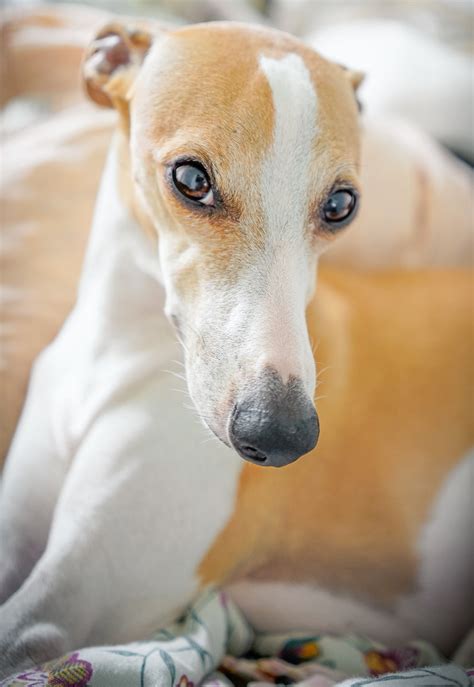 Lizzy Had A Tizzy Mrs Meadys