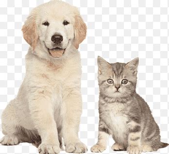 Dog Png Images Pngegg