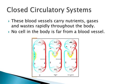 PPT Open And Closed Circulatory Systems PowerPoint Presentation Free Download ID 2418343