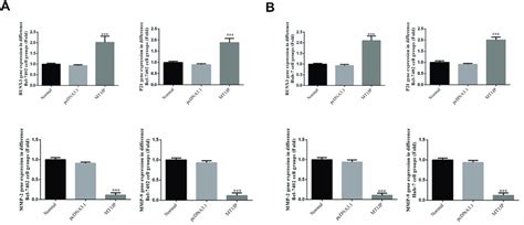 Runx3 P21 Mmp 2 And Mmp 9 Mrna Expression Analysis By Rt Qpcr A