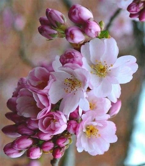 Pin de Галка em весна | Flores de pessegueiro, Belas flores, Flor de ...