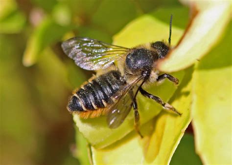 Leaf Cutter Bees Bredfield Wildlife