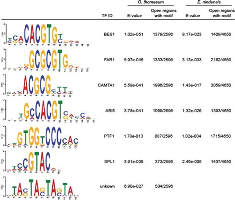 Enriched Regulatory Motifs Associated With Desiccation Responsive