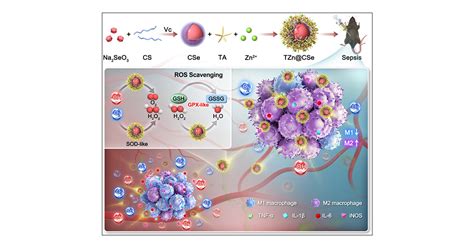 Multifunctional Selenium Based Metal Polyphenol Nanoparticles Impede