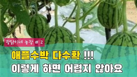 애플수박 다수확 이렇게 하면 어렵지 않아요모종 정식방법 순지르기 방법 Youtube