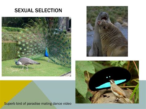 PPT More Selection PowerPoint Presentation Free Download ID