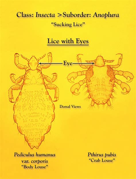 Public Domain Picture This Illustration Depicts Two Members Of The
